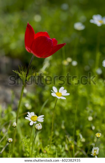 Corn Rose Stock Photo (Edit Now) 602382935