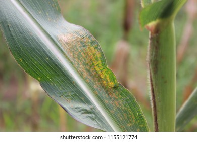 1,224 Rust corn Images, Stock Photos & Vectors | Shutterstock