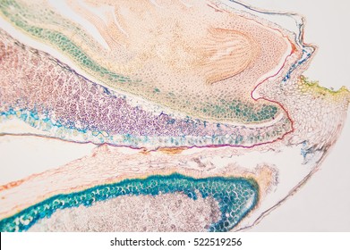 123 Root longitudinal section Images, Stock Photos & Vectors | Shutterstock
