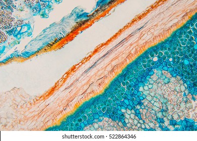 123 Root longitudinal section Images, Stock Photos & Vectors | Shutterstock
