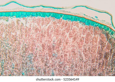 Corn Seed Longitudinal Section Endosperm Flowering Stock Photo ...