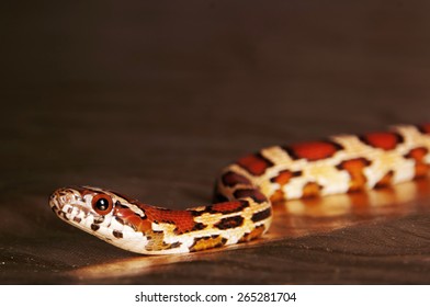 1,755 Colorful corn snake Images, Stock Photos & Vectors | Shutterstock