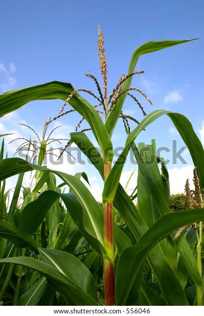 Corn Stalk Stock Photo (Edit Now) 556046