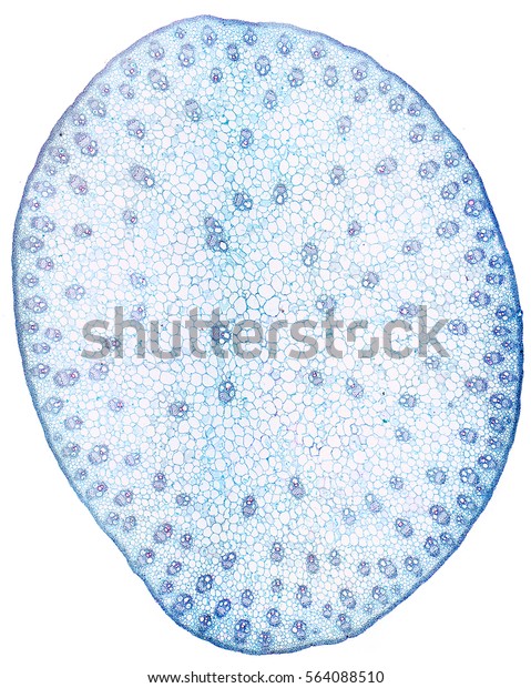 Corn Stem Section Under Microscope Stock Photo (Edit Now) 564088510