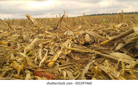 81 Maize stover Images, Stock Photos & Vectors | Shutterstock