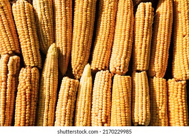 178,107 Maize background Images, Stock Photos & Vectors | Shutterstock