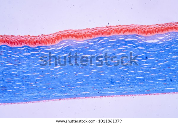 Cornea Eye Tissue Under Microscope 100x Stock Photo 1011861379 ...