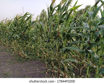 93 Flutter mill Images, Stock Photos & Vectors | Shutterstock