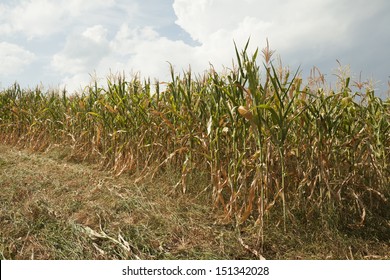 6,313 Destroyed crops Images, Stock Photos & Vectors | Shutterstock