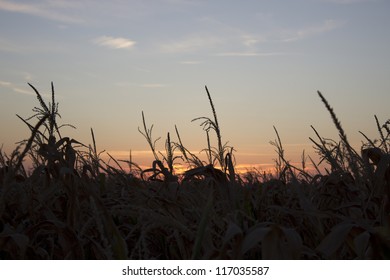 2,232 Corn field at night Images, Stock Photos & Vectors | Shutterstock