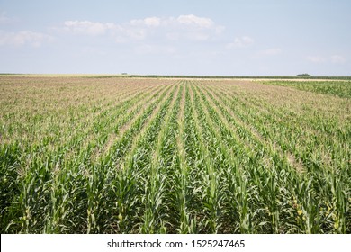 Monoculture Stock Photos, Images & Photography | Shutterstock