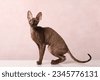 19+ Thousand Russian Blue Cat Royalty-Free Images, Stock Photos ...