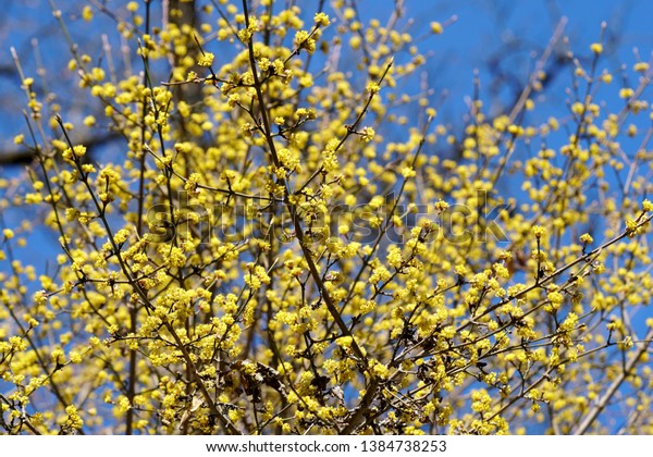 Cornus Mas Tree Bloom Front Blue Stock Photo 1384738253 | Shutterstock