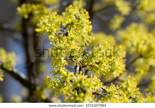 Cornus Mas Tree Branches During Early Stock Photo 1076207084 | Shutterstock
