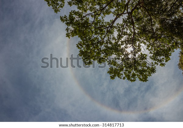 Corona look through the trees - Stock Image - Everypixel
