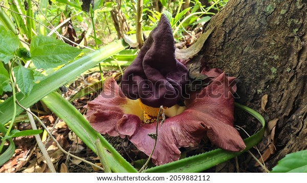 Corpse Flower Root Big Tree Forest Stock Photo 2059882112 | Shutterstock