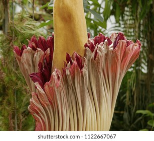 445 Phallic flower Images, Stock Photos & Vectors | Shutterstock