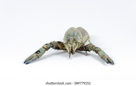 9 Gizzard In Cockroach Images, Stock Photos & Vectors | Shutterstock