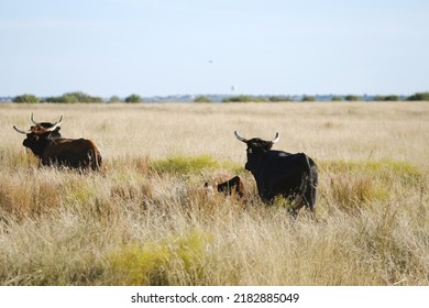 1,746 Fall Cattle Ranch Images, Stock Photos & Vectors | Shutterstock