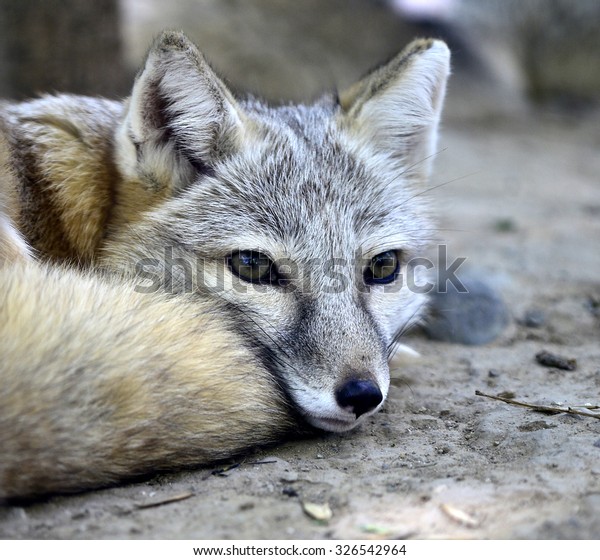 Corsac Fox Stock Photo (Edit Now) 326542964