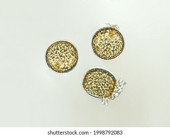 Coscinodiscus Sp Algae Under Microscopic View Stock Photo (Edit Now ...