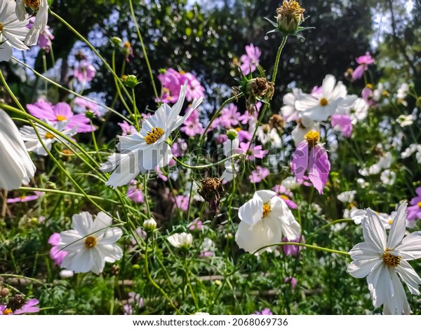 Cosmos Genus Same Common Name Cosmos Stock Photo 2068069736 | Shutterstock