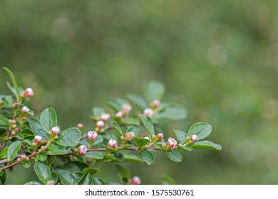 Cotoneaster Integerrimus Common Cotoneaster Species Cotoneaster 스톡 사진 ...