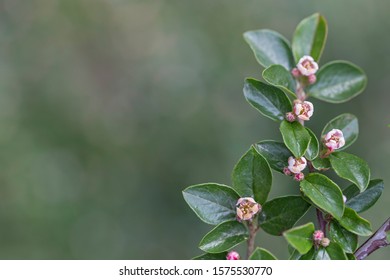 Cotoneaster Integerrimus Common Cotoneaster Species Cotoneaster Stock ...