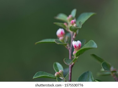 Cotoneaster Integerrimus Common Cotoneaster Species Cotoneaster Stock ...
