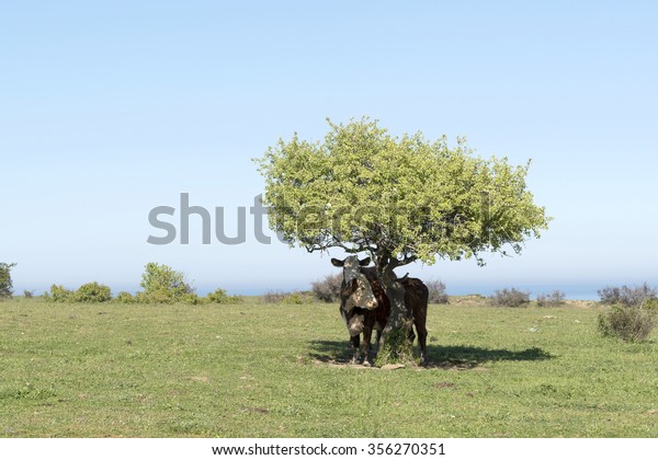 Couple Cows Under Tree Shade Stock Photo 356270351 | Shutterstock Couple Cows Under Tree Shade Stock Photo 356270351 | Shutterstock