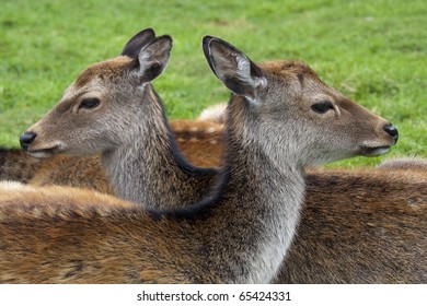 Deer Couple Images, Stock Photos & Vectors | Shutterstock