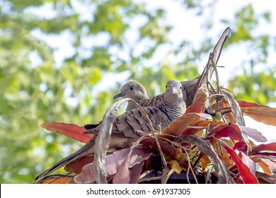 Couple Java Dove Nest On Wild Stock Photo 691937305 | Shutterstock