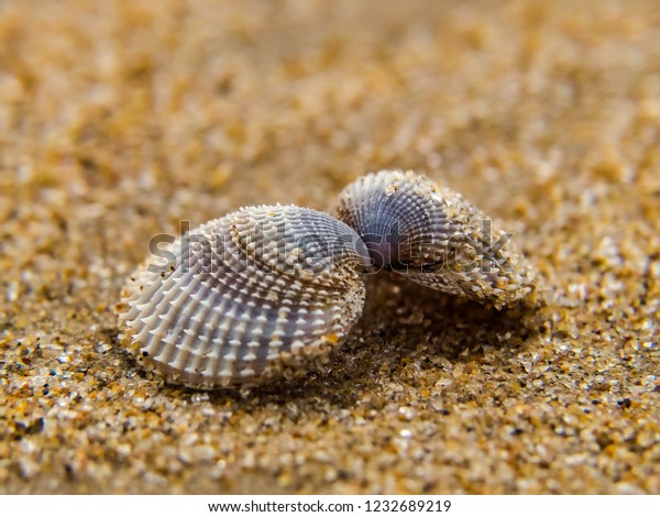 Couple Shells Sandy Background Stock Photo 1232689219 | Shutterstock
