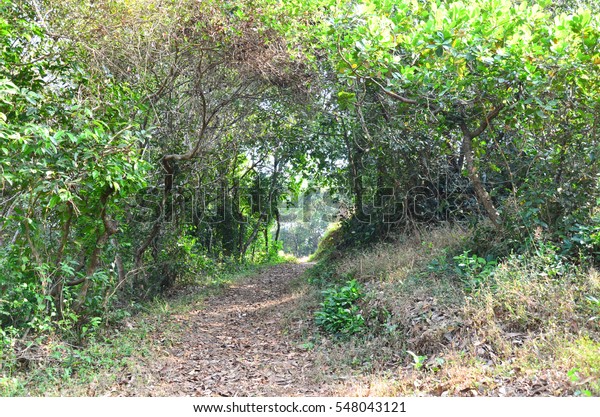 Covered Forest Path Arched Tree Branches Stock Photo 548043121 ...