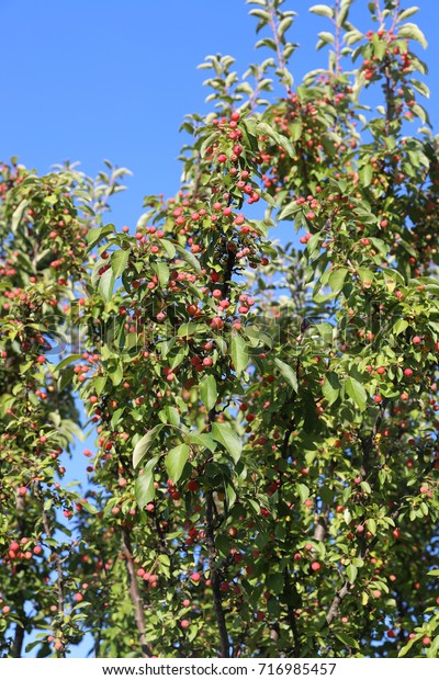 Covered Red Bean Tree Stock Photo 716985457 | Shutterstock