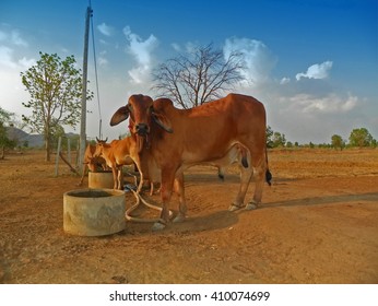 57,850 imágenes de Vaca enojada - Imágenes, fotos y vectores de stock ...