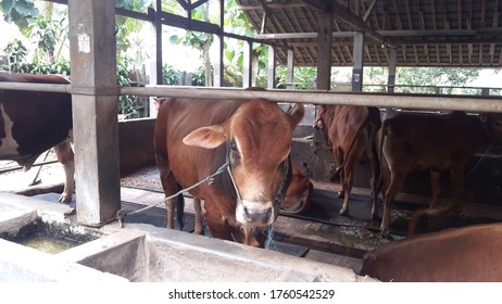 Overview Cows Farm Stock Photo 467862164 | Shutterstock
