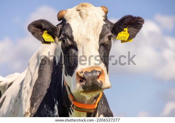 Cow Head Looking Camera Close Livestock Stock Photo 2206527277 ...