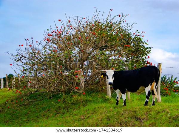 Cow Path Stock Photo 1741534619 | Shutterstock