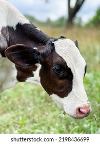 Cow Side Profile Pose While Grazing Stock Photo 2198436699 | Shutterstock