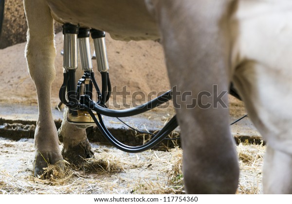 Cow Standing Hay While Pumping Down Stock Photo 117754360 | Shutterstock