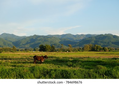 Stock Photo and Image Portfolio by ChapTH | Shutterstock