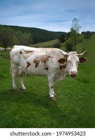 Cow World Map Pattern Stock Photo 1974953423 | Shutterstock