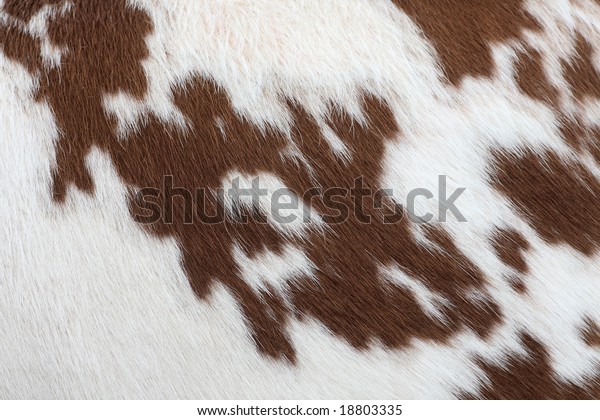 Cowhide Stock Photo 18803335 | Shutterstock