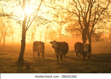 45,454 Cow sun Images, Stock Photos & Vectors | Shutterstock
