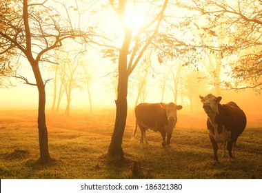 45,454 Cow sun Images, Stock Photos & Vectors | Shutterstock