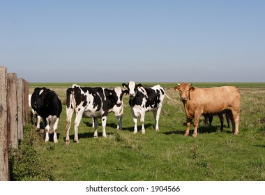Cows Stock Photo 1904566 | Shutterstock