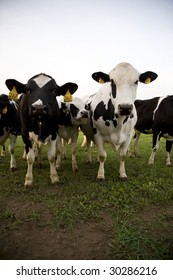 Two Cows Loll Out Her Tongue Stock Photo 1924513634 | Shutterstock
