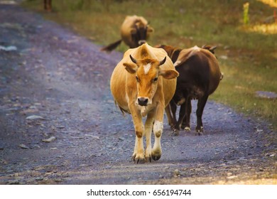 Cows Stock Photo 656194744 | Shutterstock