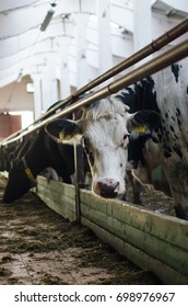 Cows Stock Photo 698976967 | Shutterstock